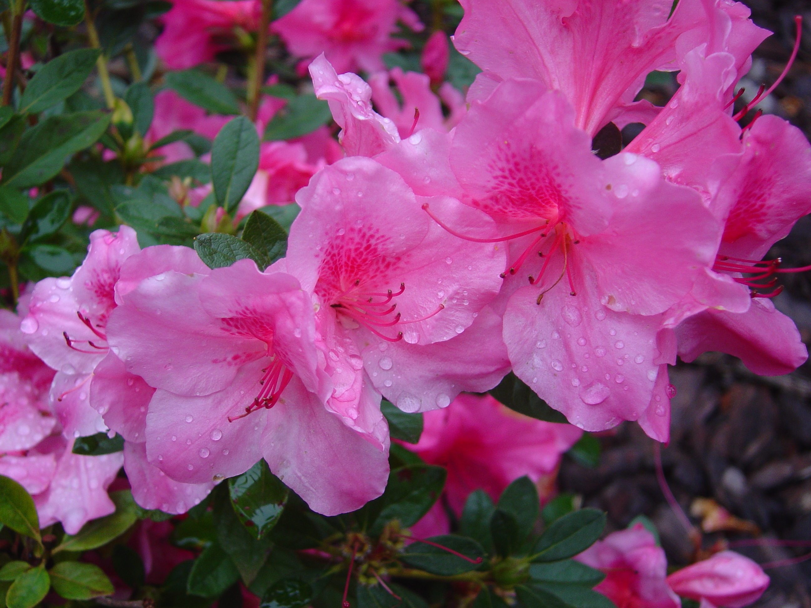 Encore azaleas – Ramblin' through Dave's Garden
