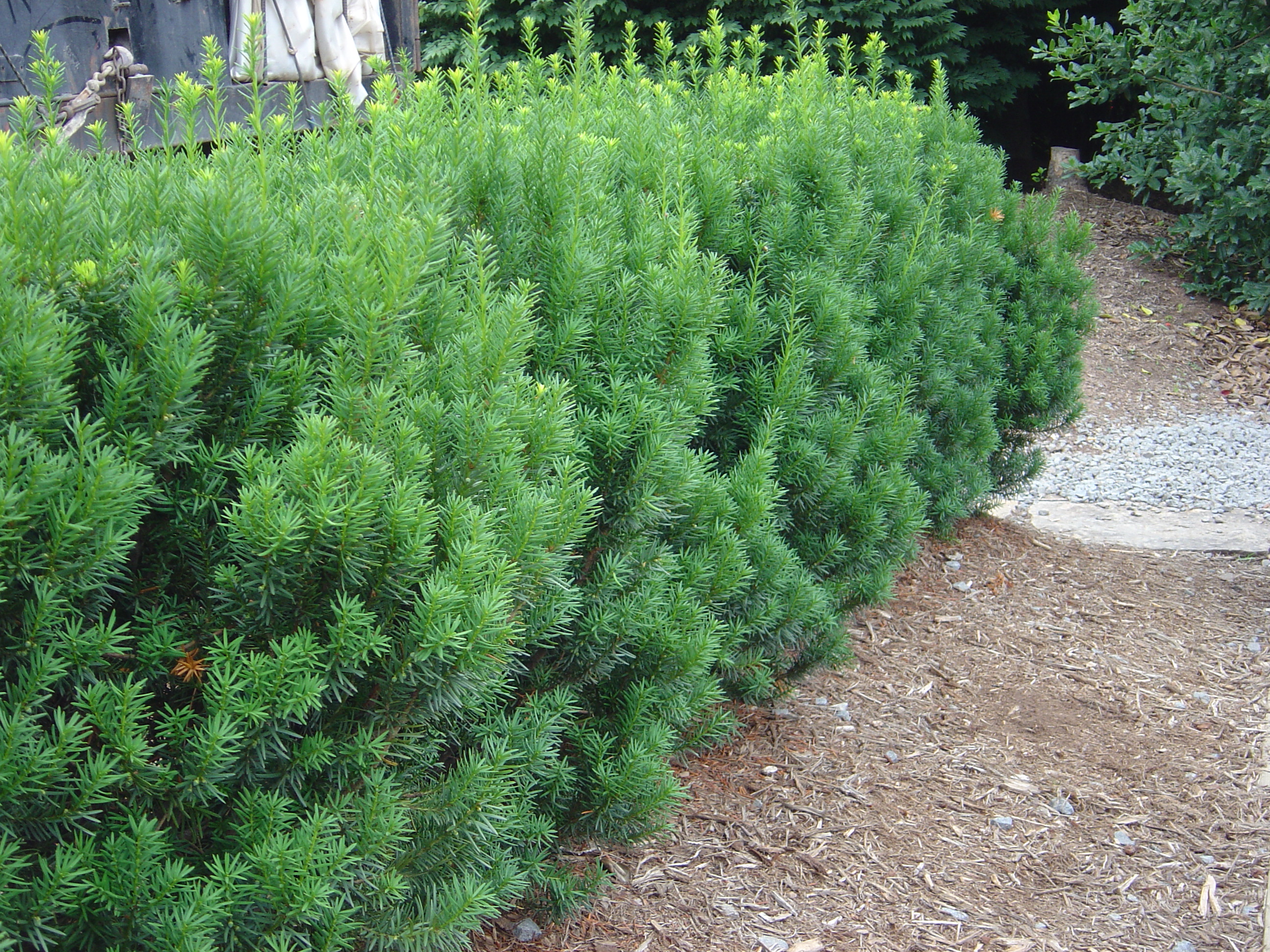 Screening plants – Ramblin' through Dave's Garden