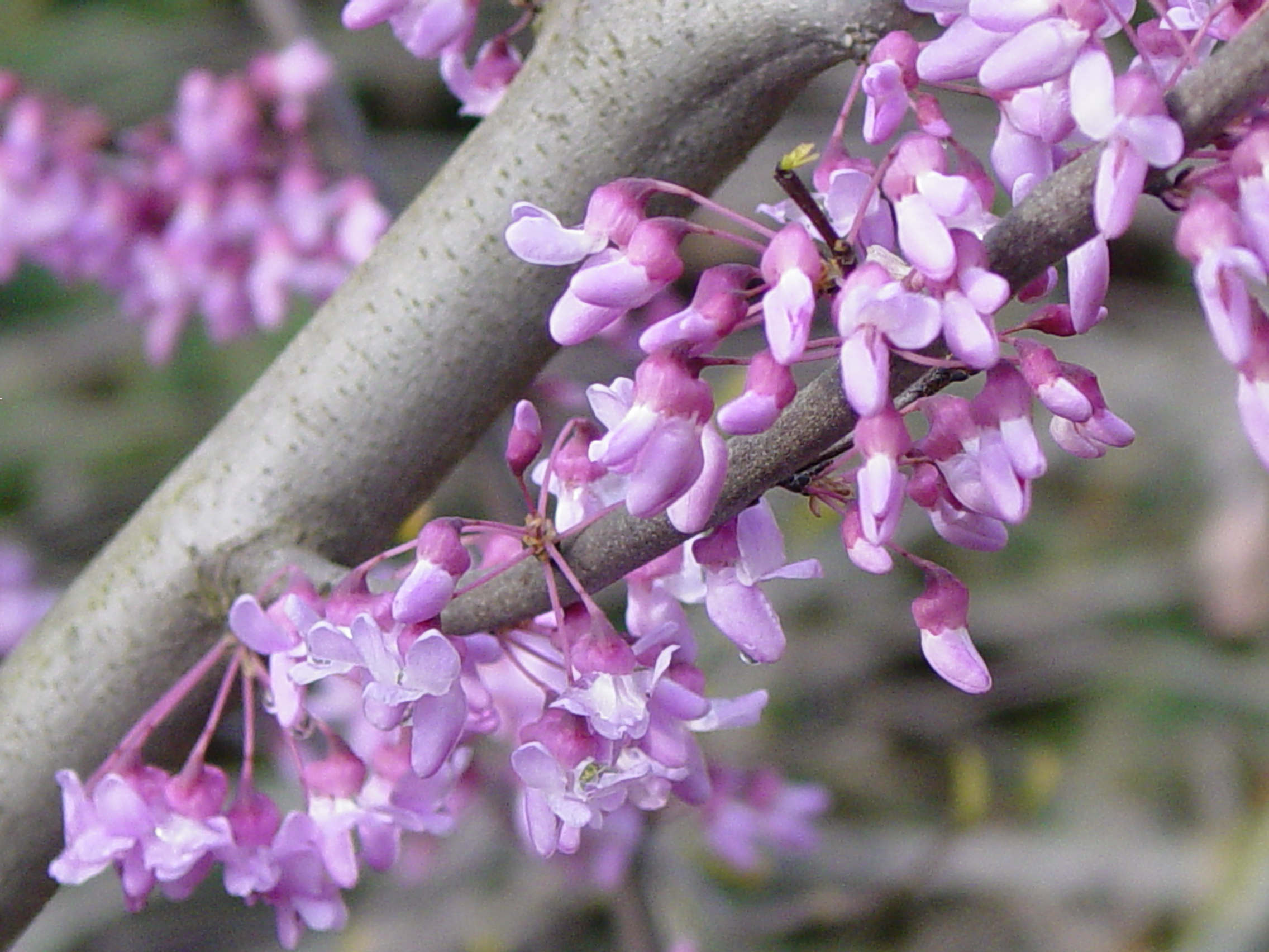 What’s blooming in mid April – Redbud – Ramblin' through Dave's Garden