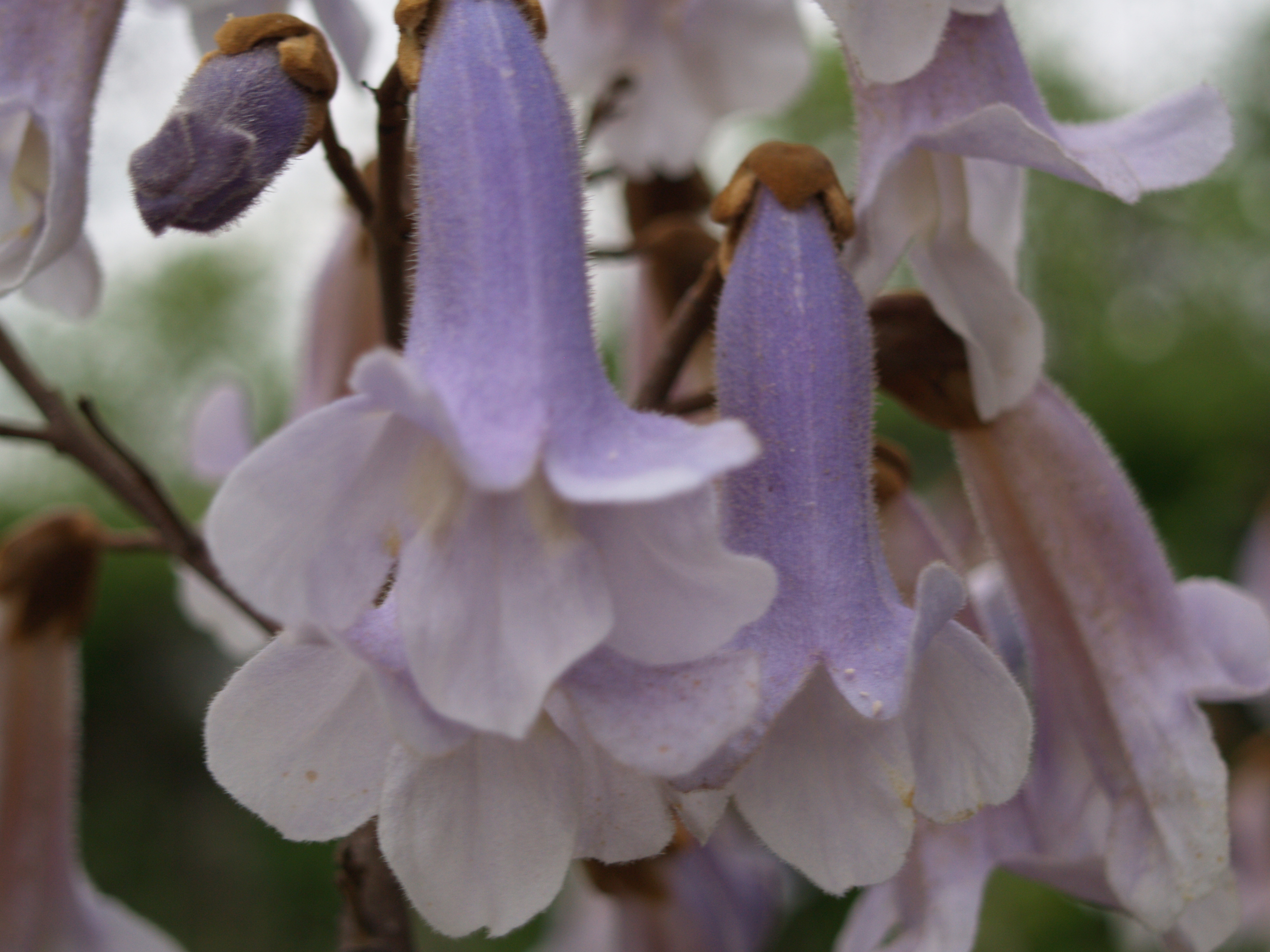 What’s that tree blooming next to the highway? – Ramblin' through Dave ...