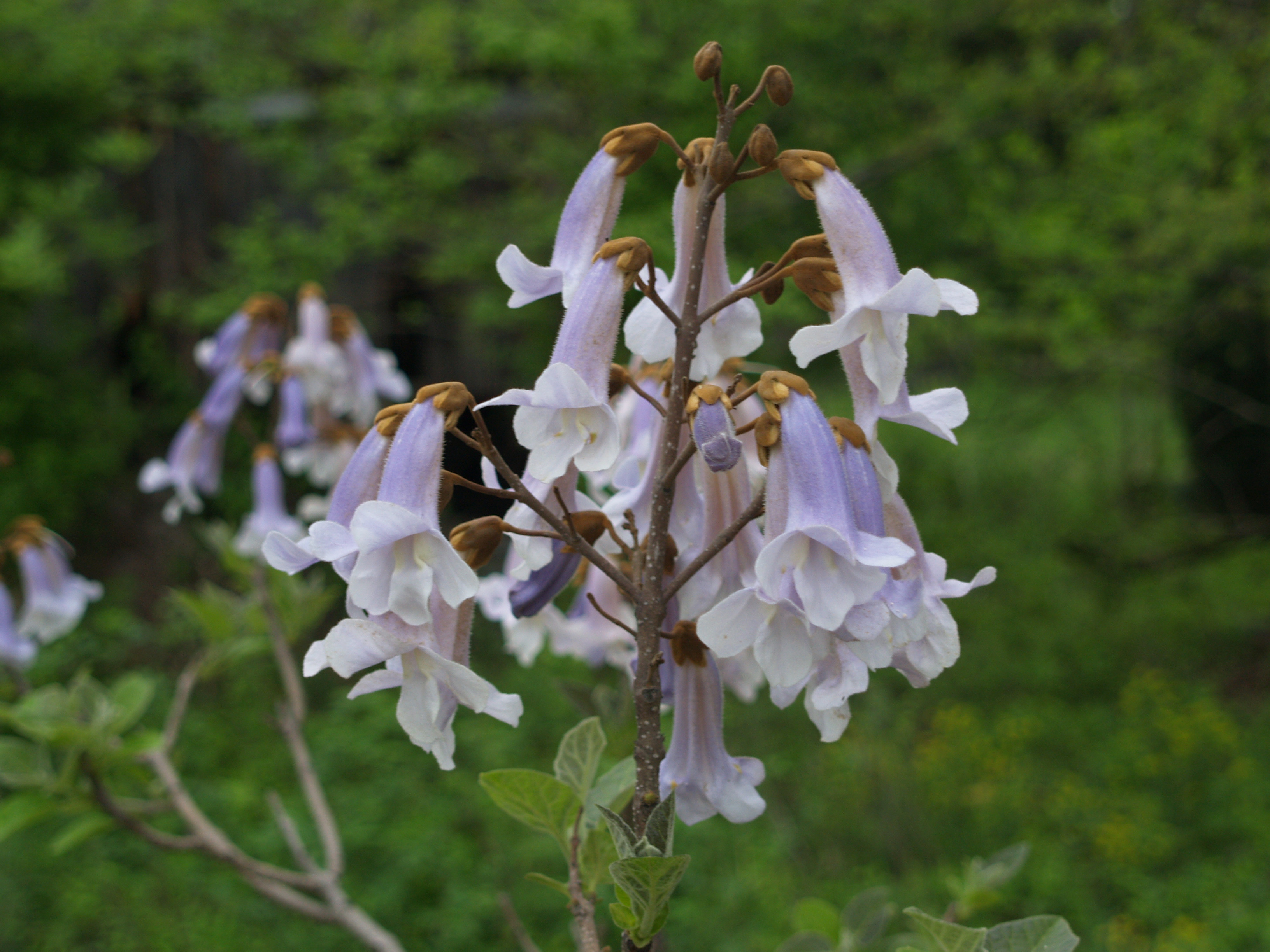 What’s that tree blooming next to the highway? – Ramblin' through Dave ...