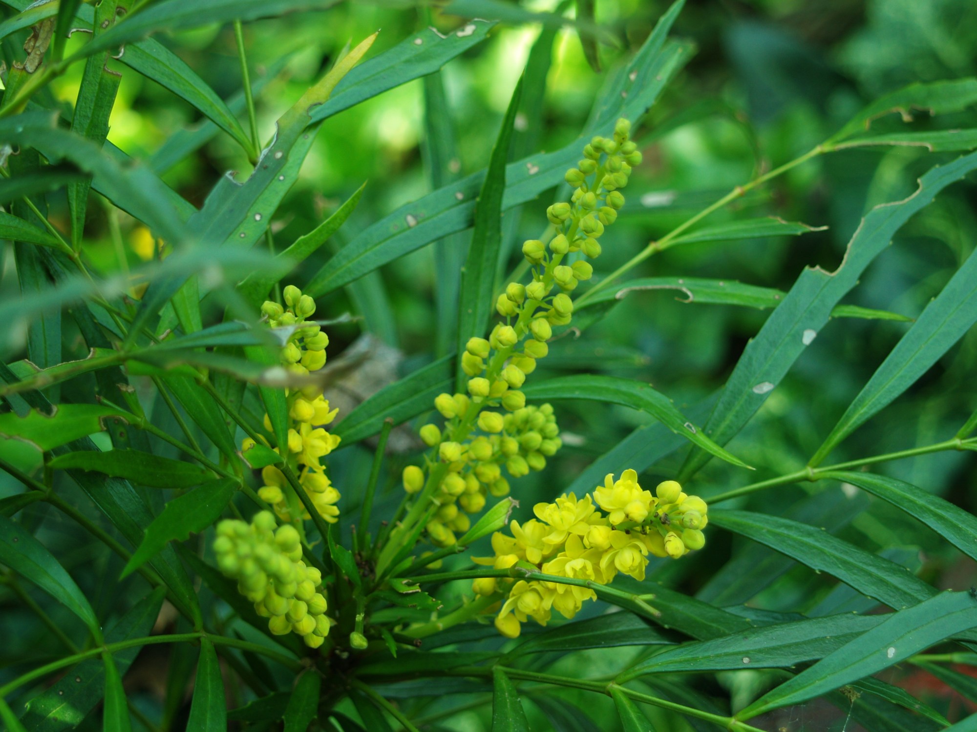 A collection of mahonias – Ramblin' through Dave's Garden