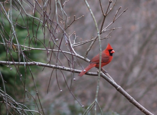 Bird watching – Ramblin' through Dave's Garden