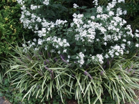 ‘Chocolate’ in early autumn – Ramblin' through Dave's Garden