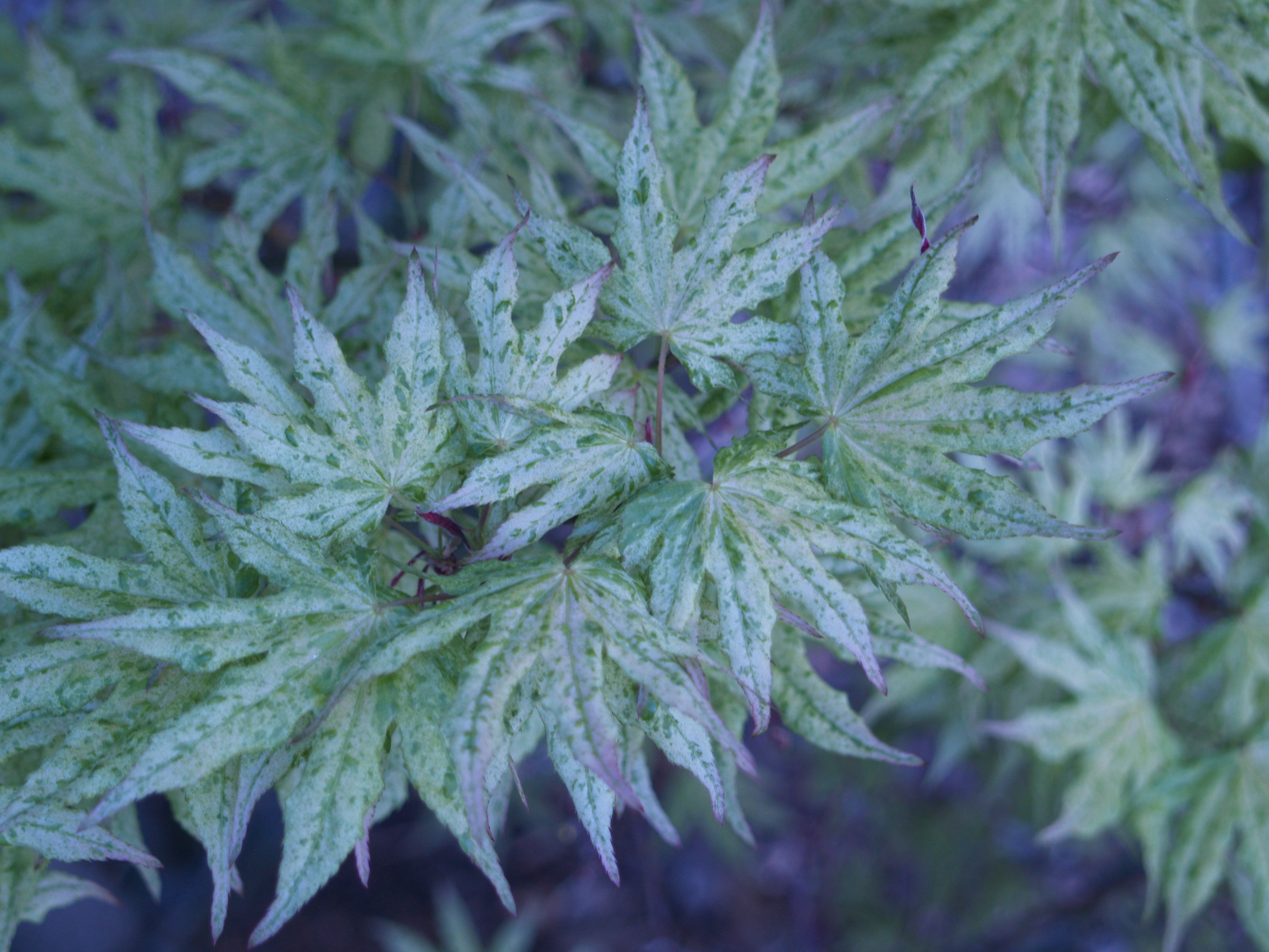 Japanese maples in summer – Ramblin' through Dave's Garden