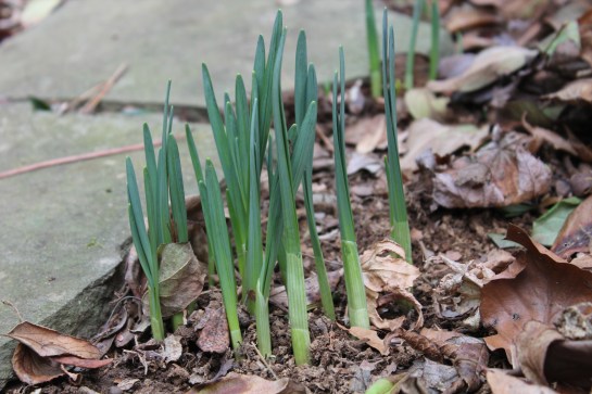 Halfway to spring – Ramblin' through Dave's Garden