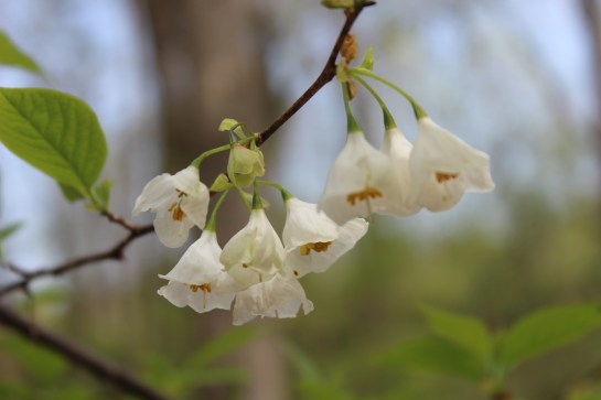 Silverbell – Ramblin' through Dave's Garden