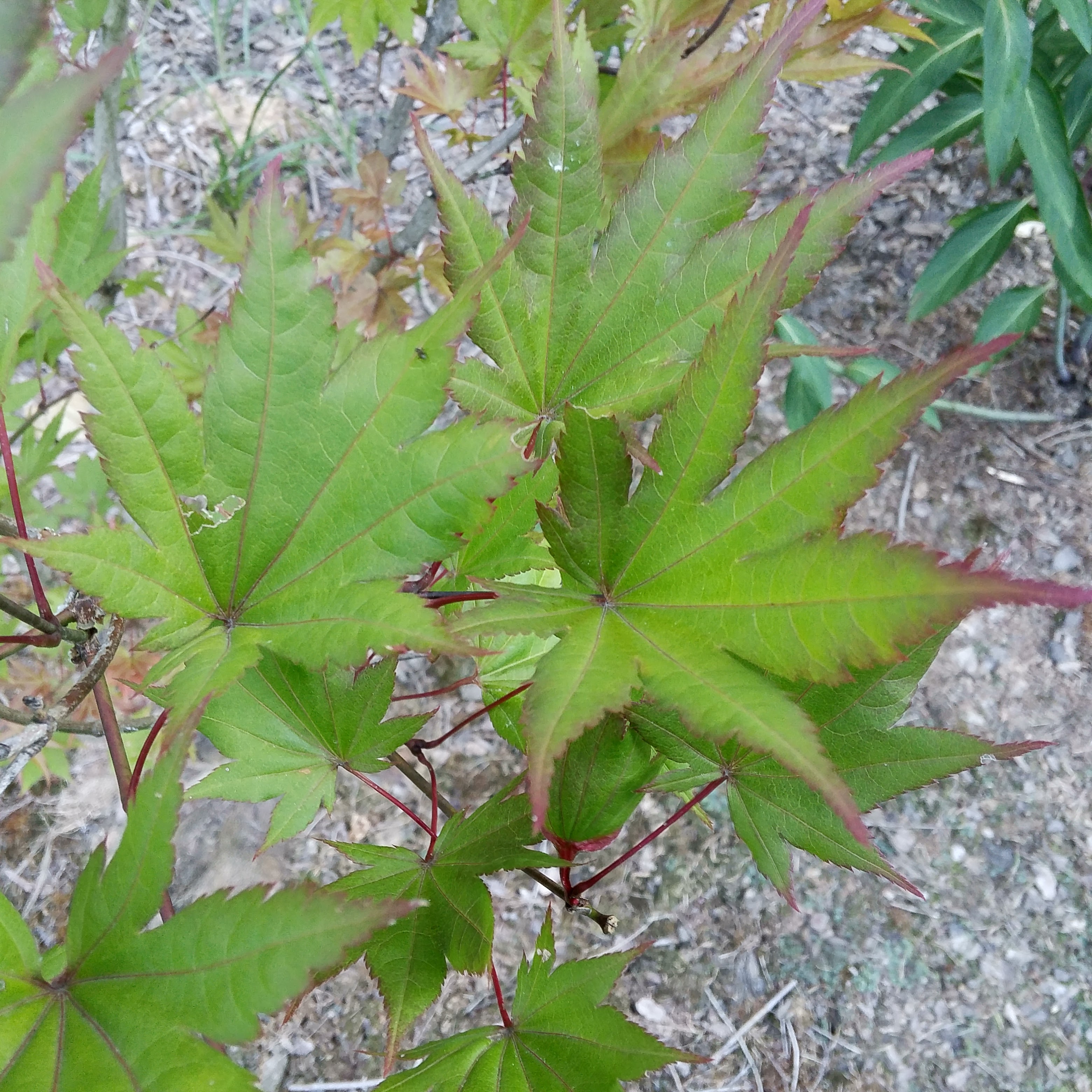Japanese maples in summer – Ramblin' through Dave's Garden