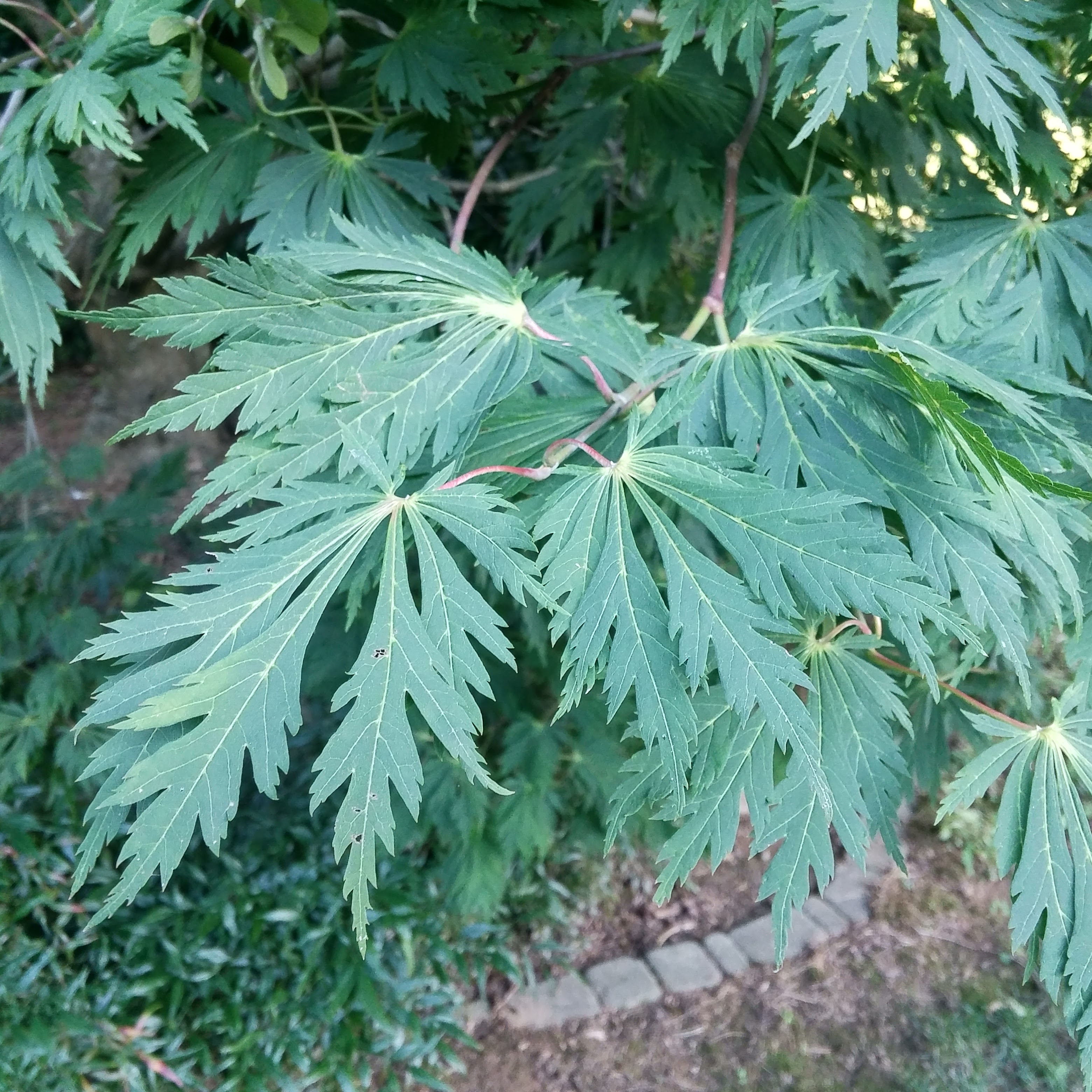 Japanese maples in summer – Ramblin' through Dave's Garden