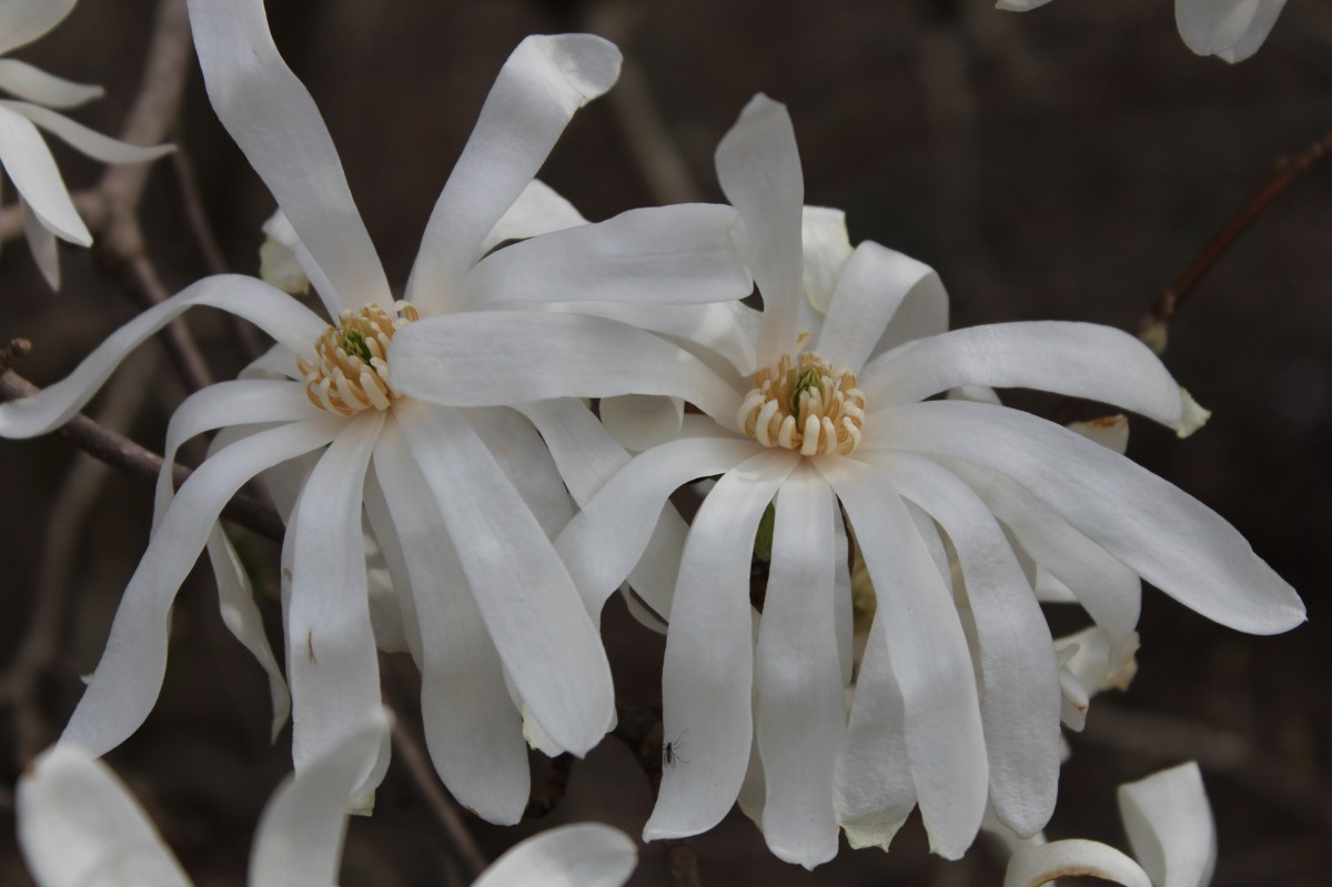 Splendid days – Ramblin' through Dave's Garden