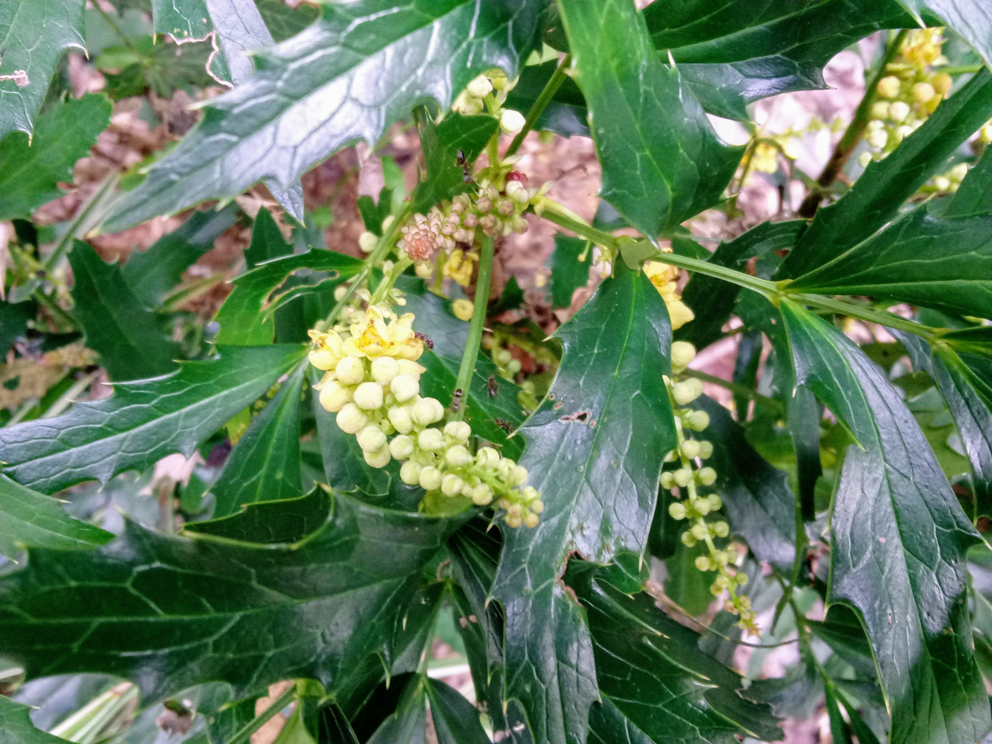 A collection of mahonias – Ramblin' through Dave's Garden