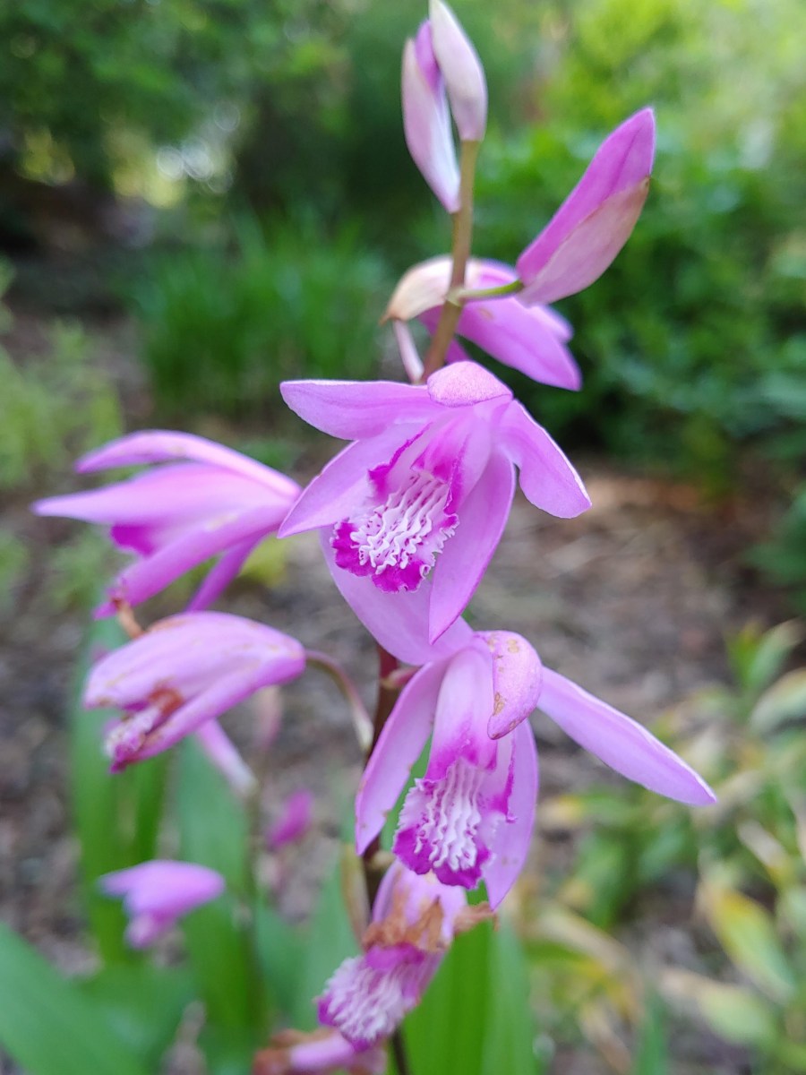 Time off for good behavior – Ramblin' through Dave's Garden