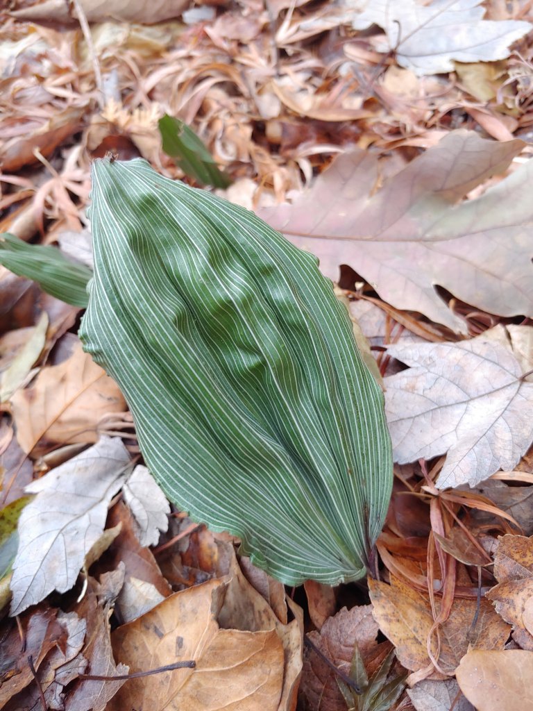 Seven Putty Roots – Ramblin' through Dave's Garden