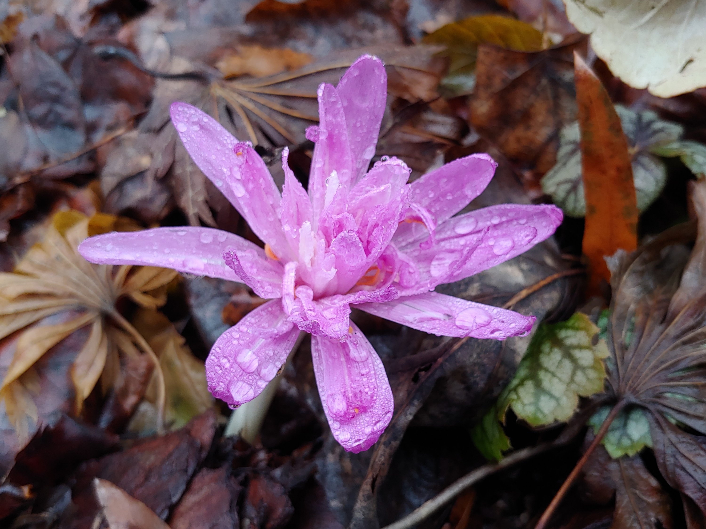 A late autumn colchicum – Ramblin' through Dave's Garden
