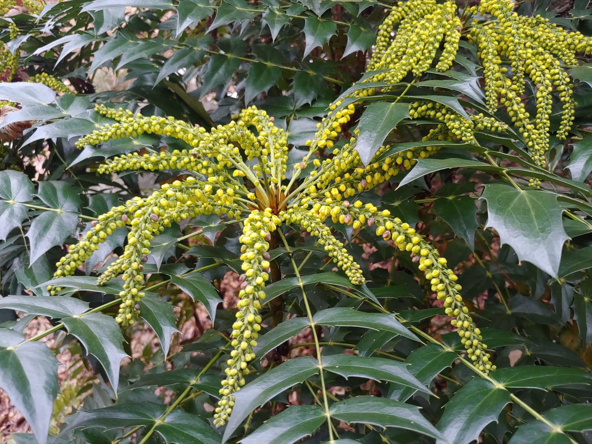 A collection of mahonias – Ramblin' through Dave's Garden