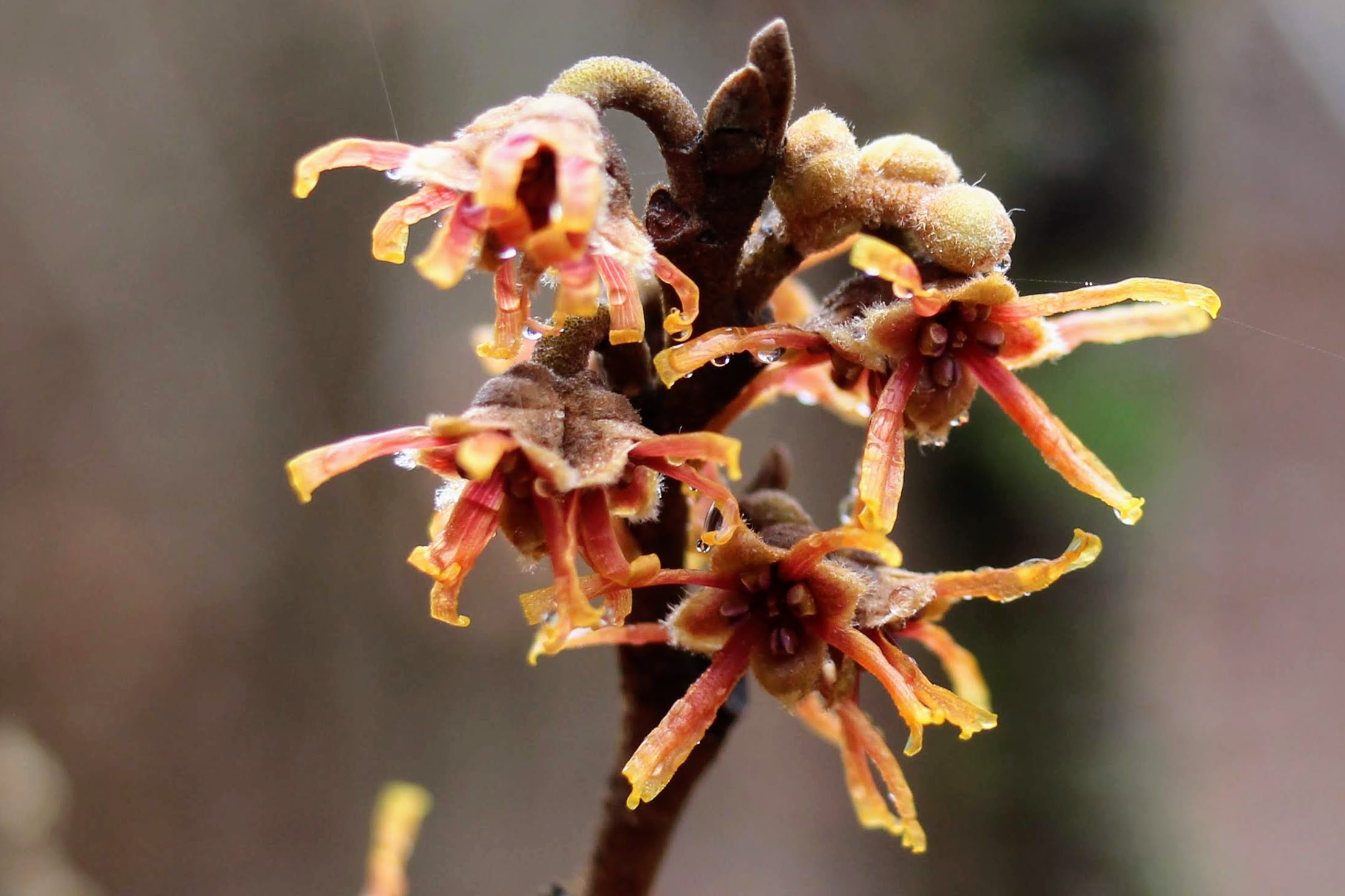 Winter fragrance – Ramblin' through Dave's Garden