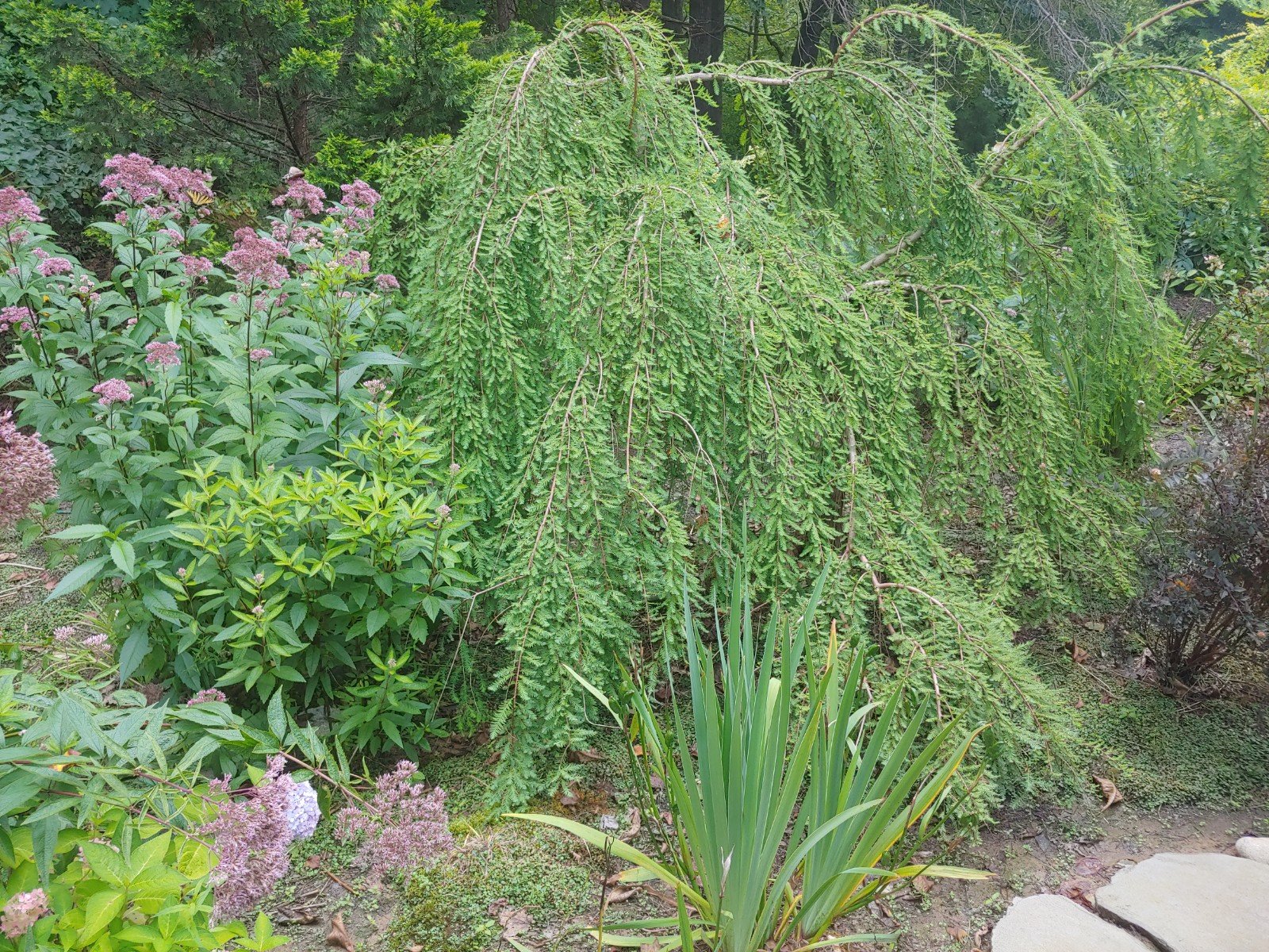 Seedlings of known origin – Ramblin' through Dave's Garden