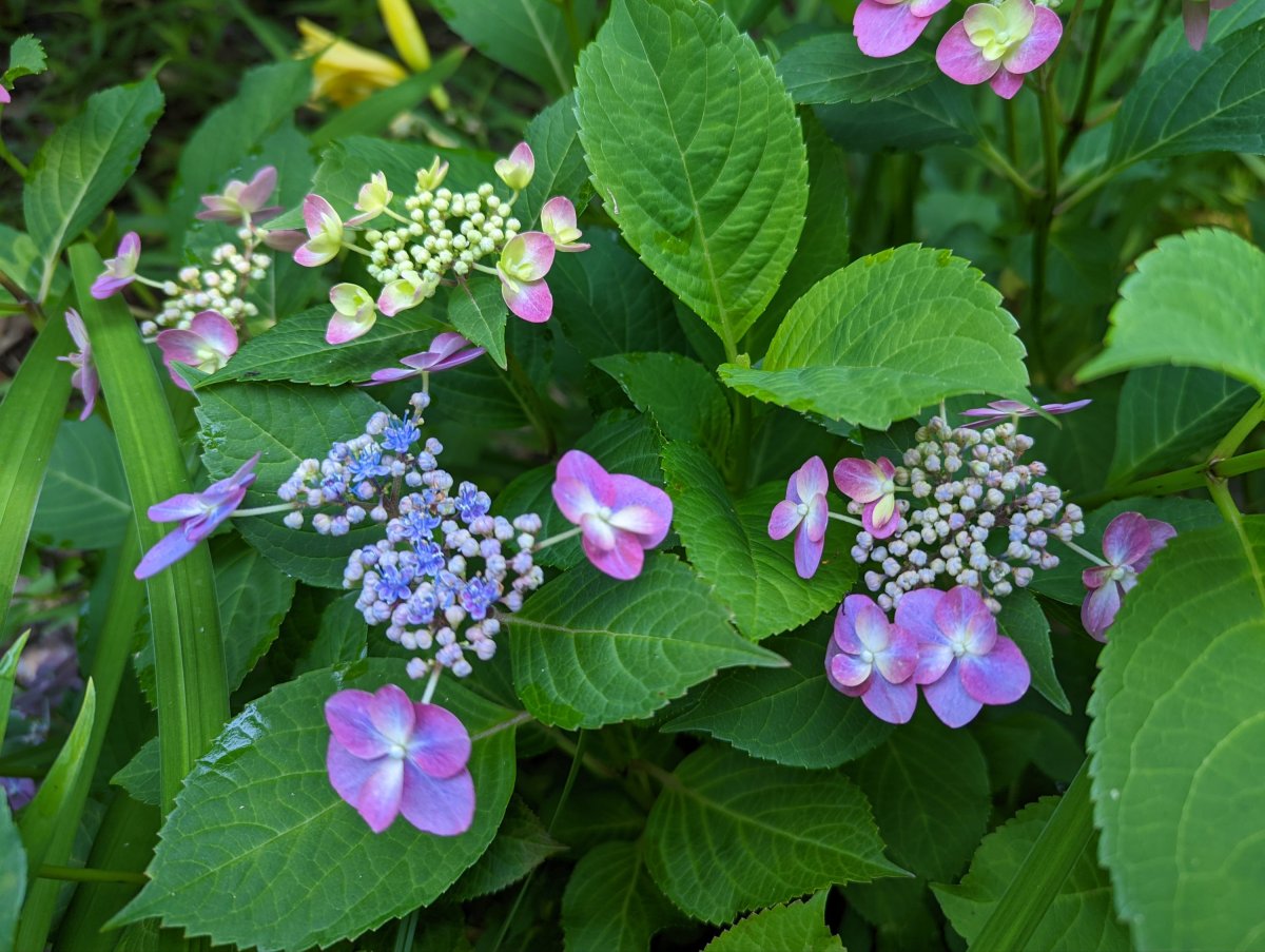 Wascally wabbits – Ramblin' through Dave's Garden