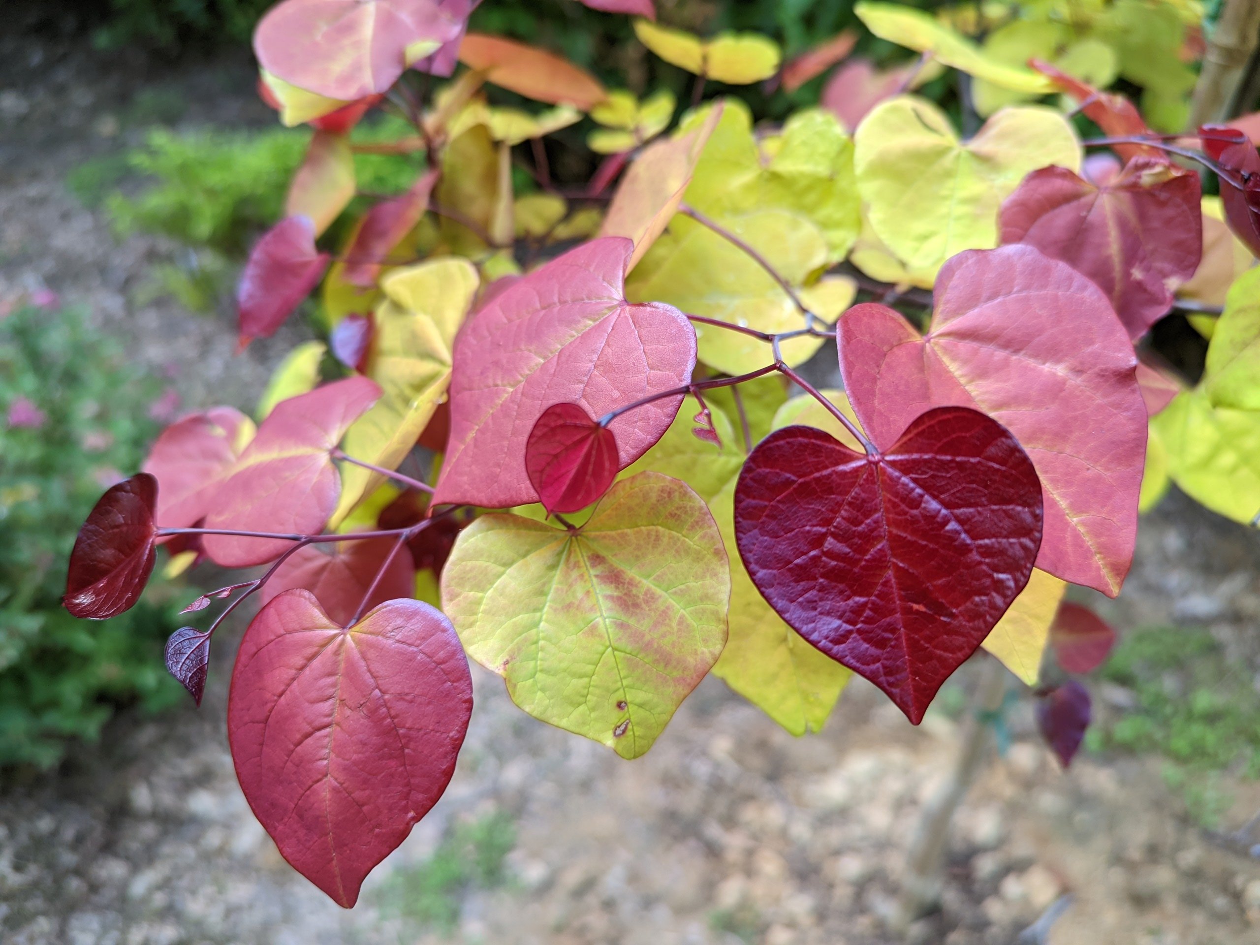 Always looking – Ramblin' through Dave's Garden