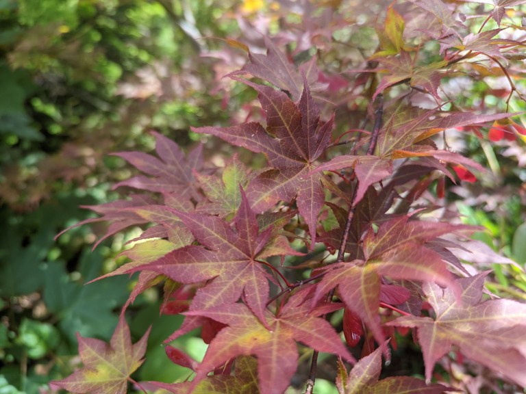 What’s new – Ramblin' through Dave's Garden