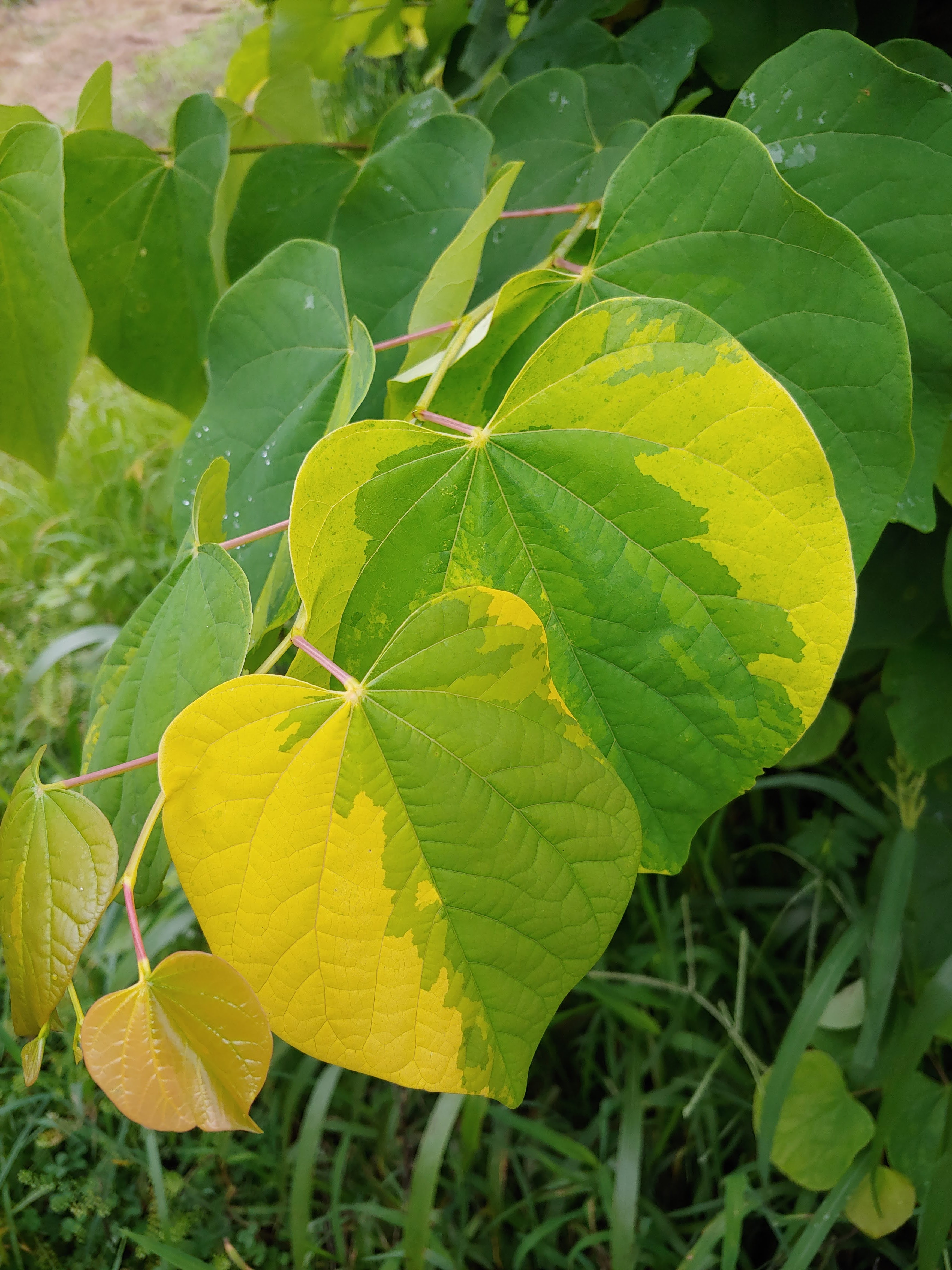 Mysteries of the garden – Ramblin' through Dave's Garden