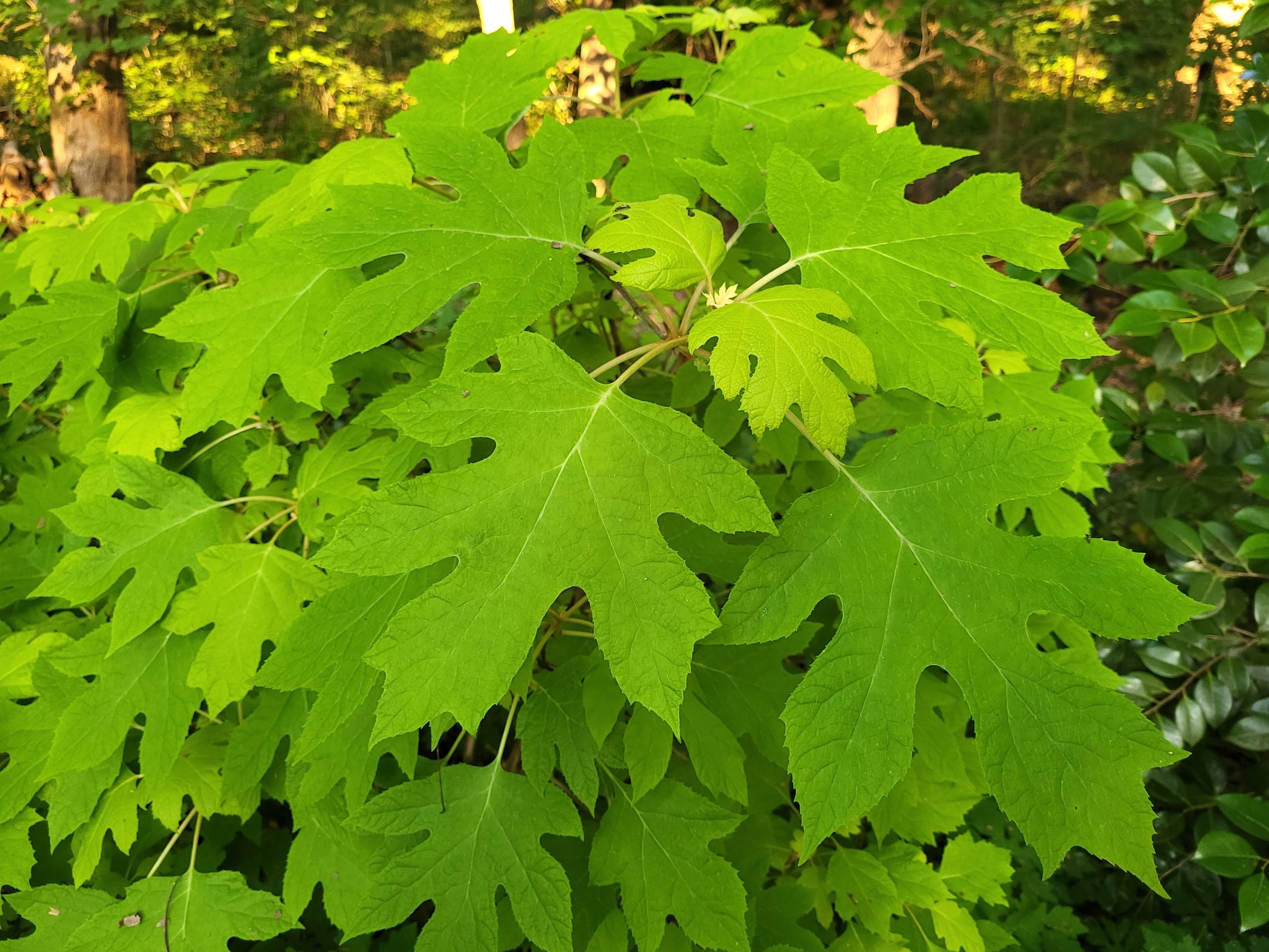 Hydrangeas in bloom – Ramblin' through Dave's Garden