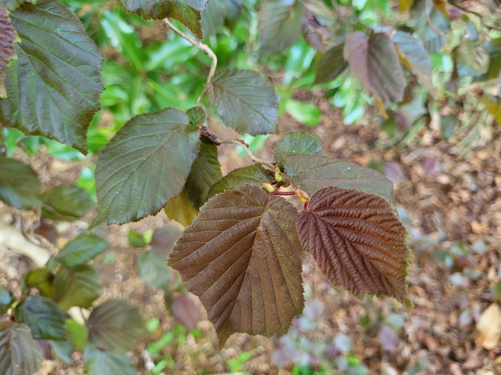 The first winter project – Ramblin' through Dave's Garden