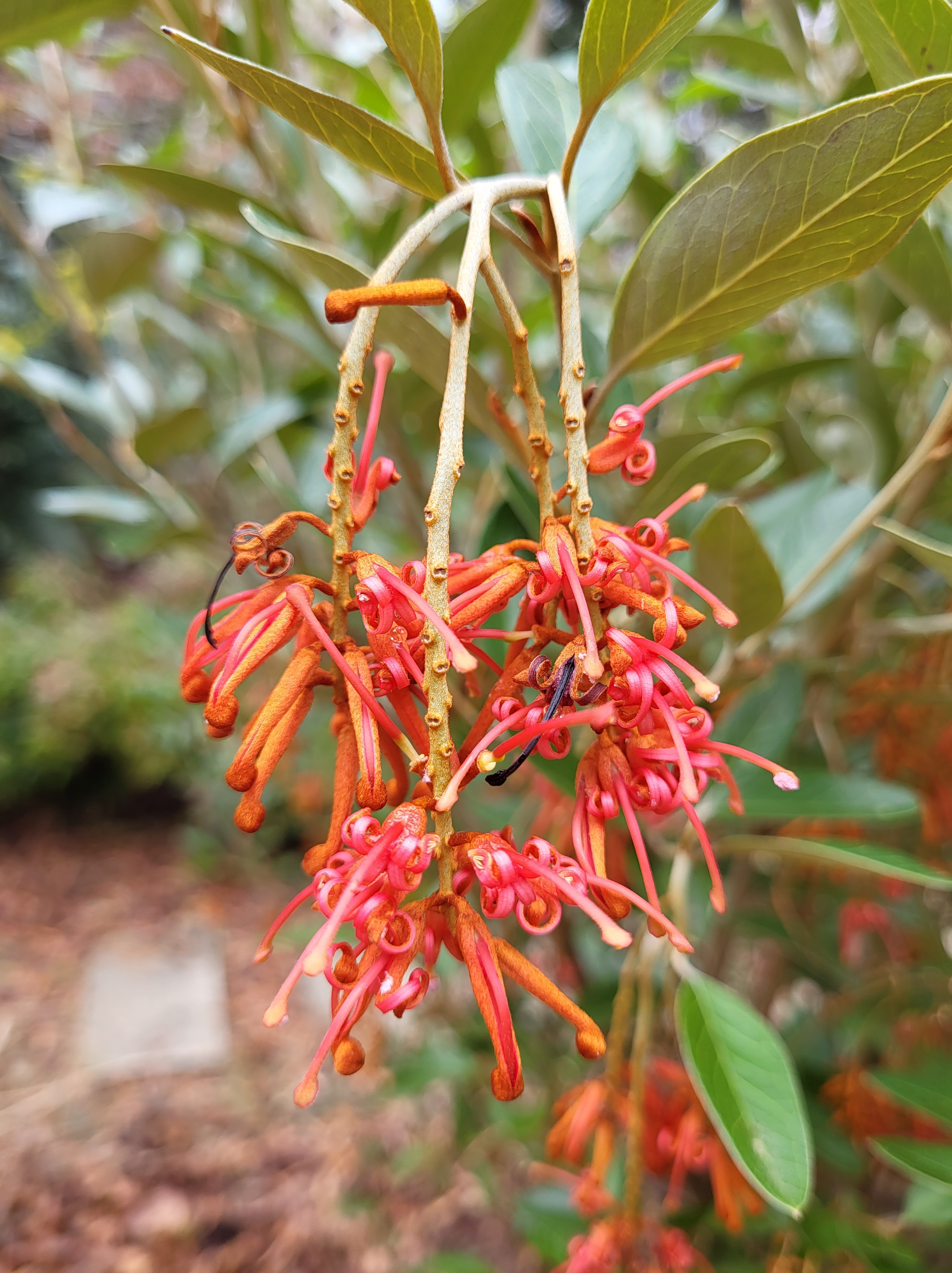 Grevillea – Ramblin' through Dave's Garden