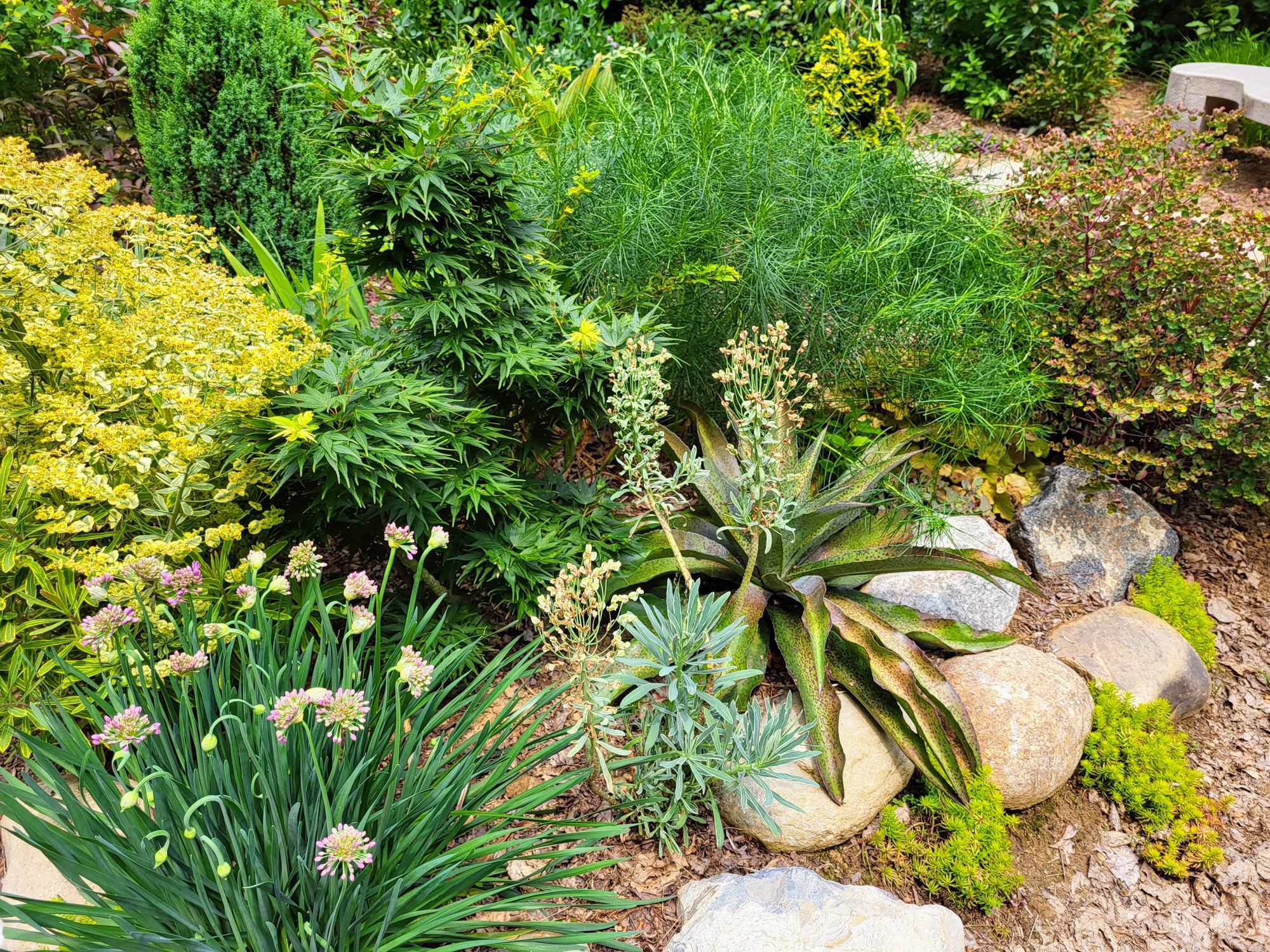 Ready, set … – Ramblin' through Dave's Garden