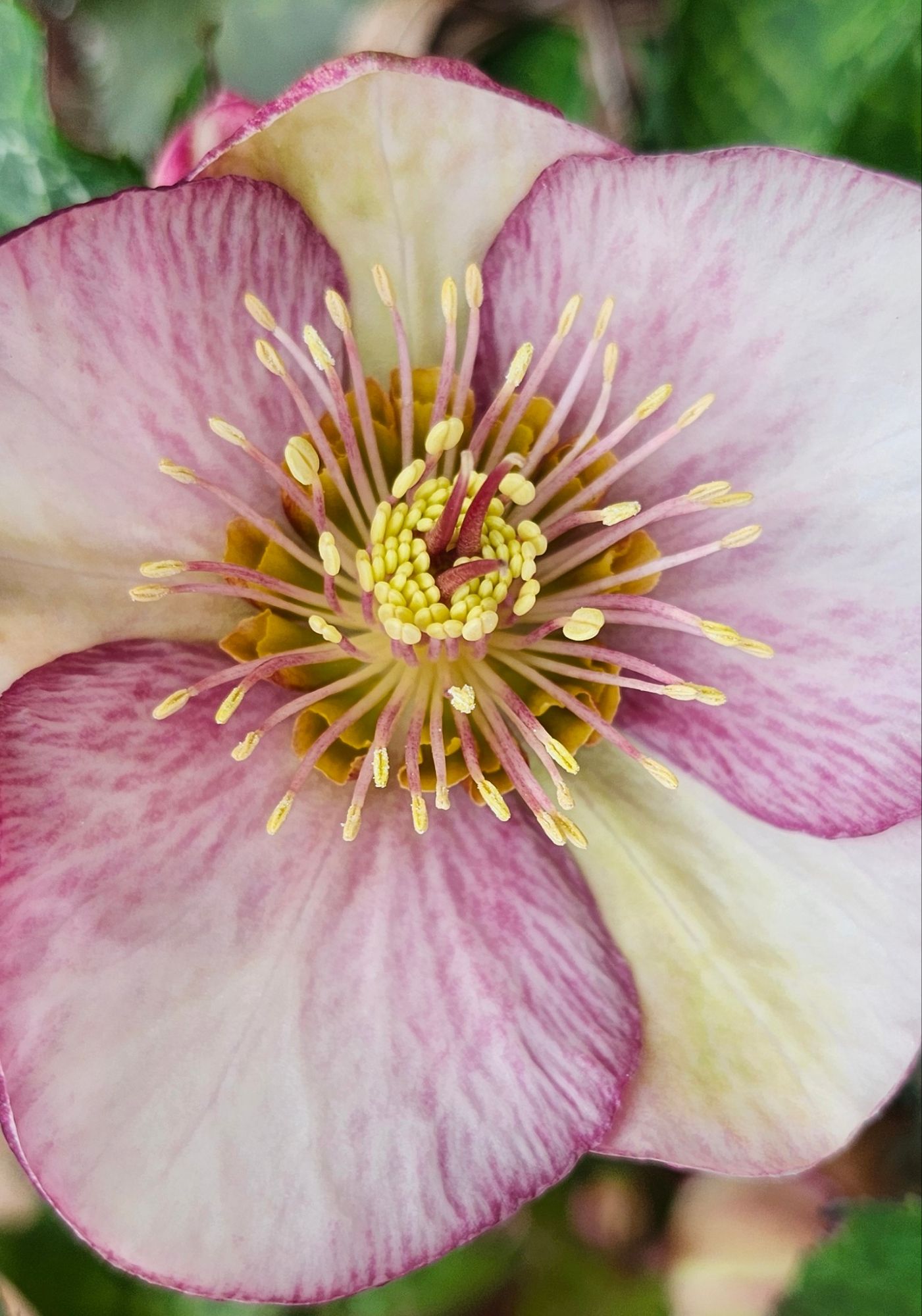 Finally, a yellow hellebore – Ramblin' through Dave's Garden