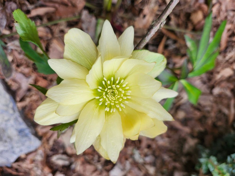 Finally, a yellow hellebore – Ramblin' through Dave's Garden