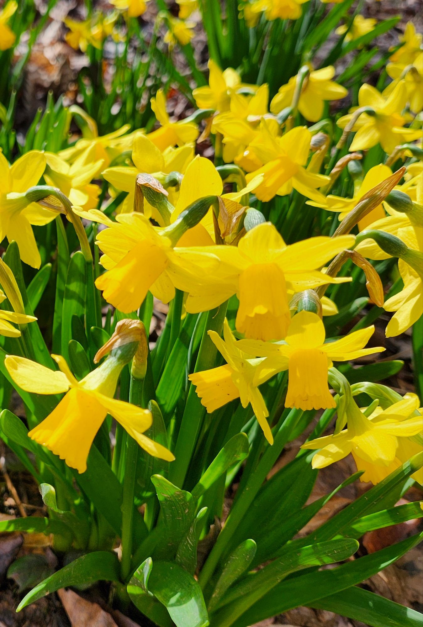Blooming in March – Ramblin' through Dave's Garden