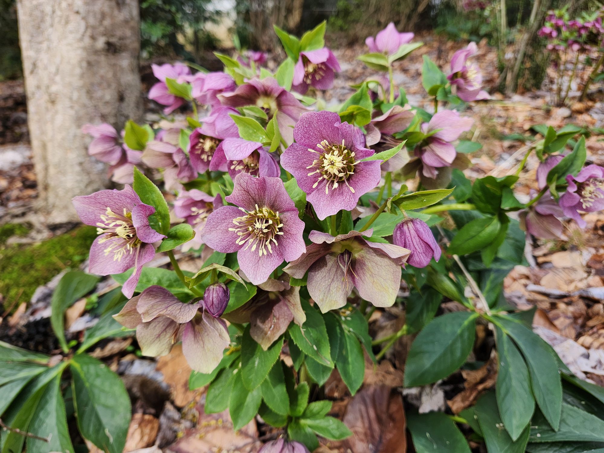 Blooming in March – Ramblin' through Dave's Garden