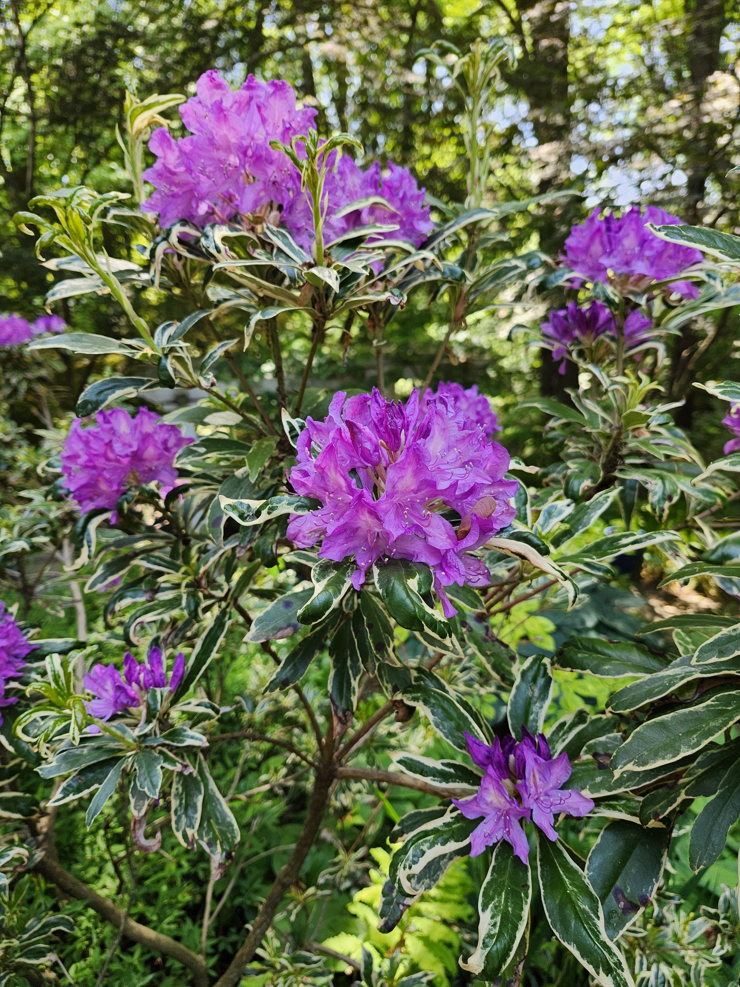 What’s next? – Ramblin' through Dave's Garden