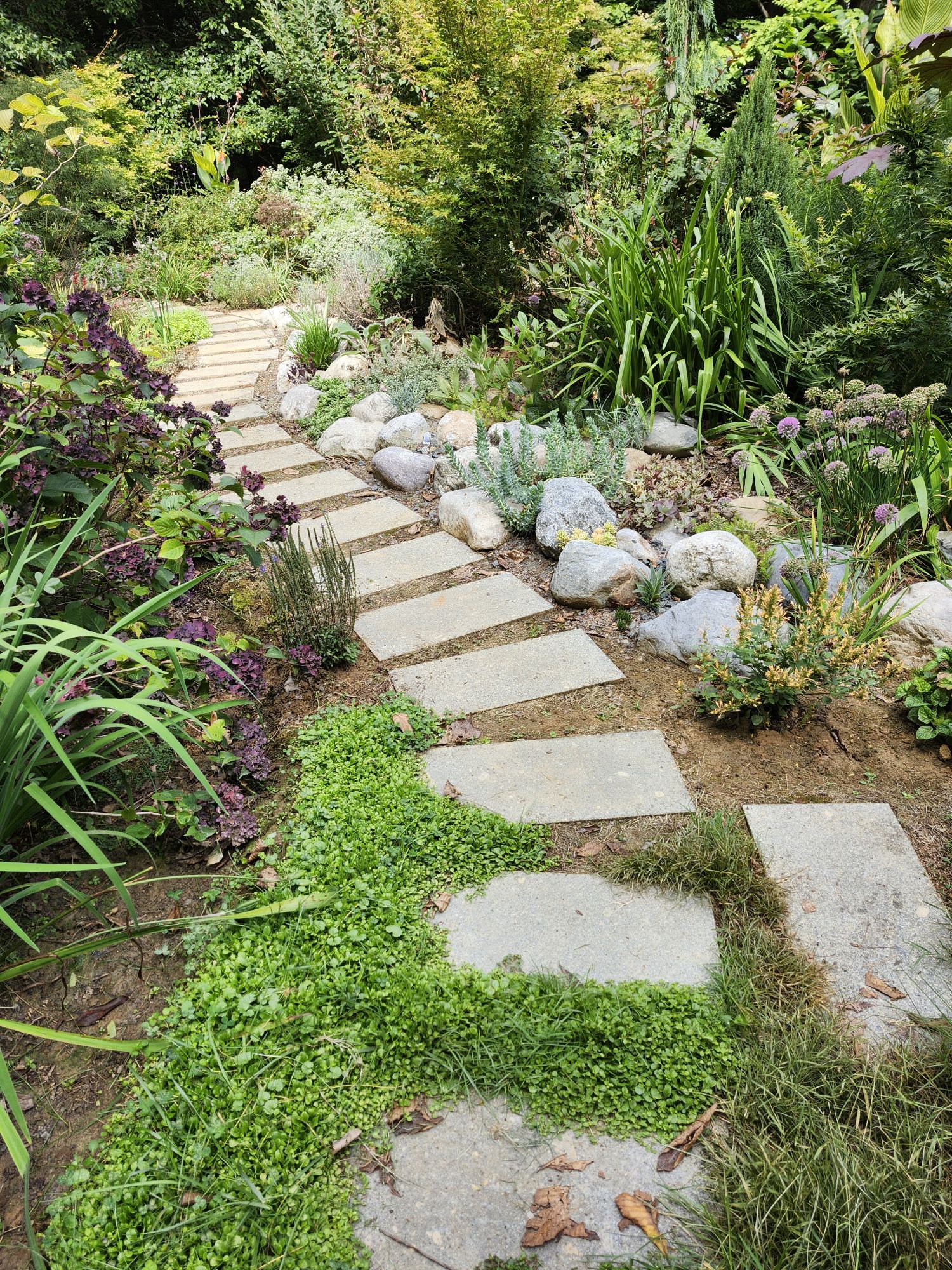 Wondering – Ramblin' through Dave's Garden