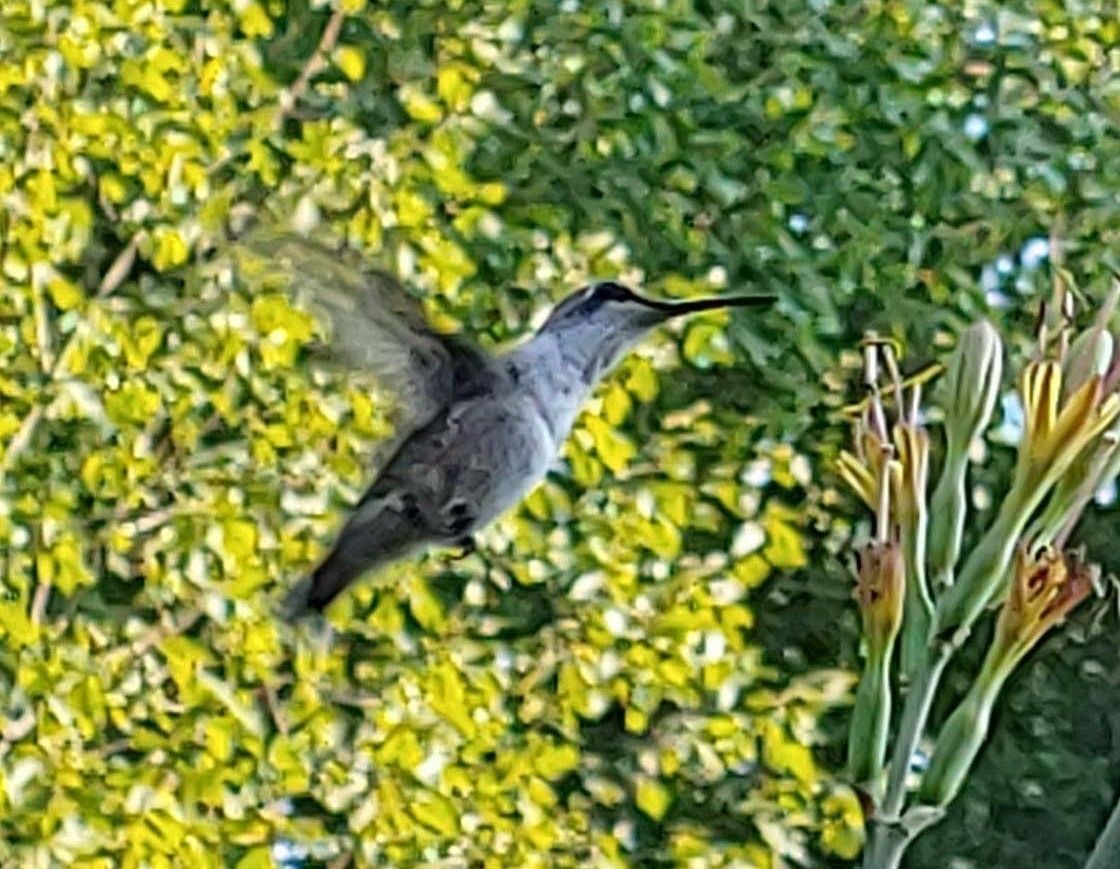 Hummers and other beasts – Ramblin' through Dave's Garden