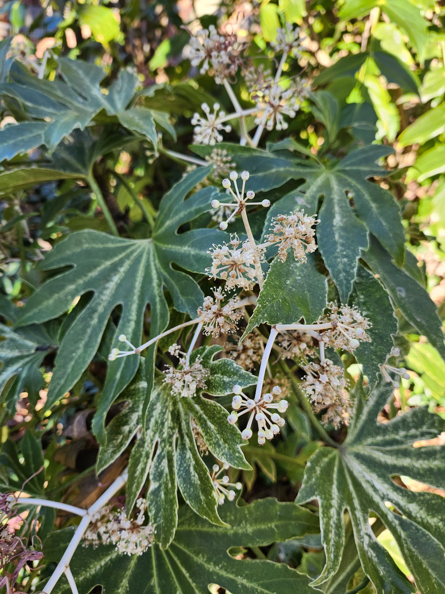 Still a few – Ramblin' through Dave's Garden