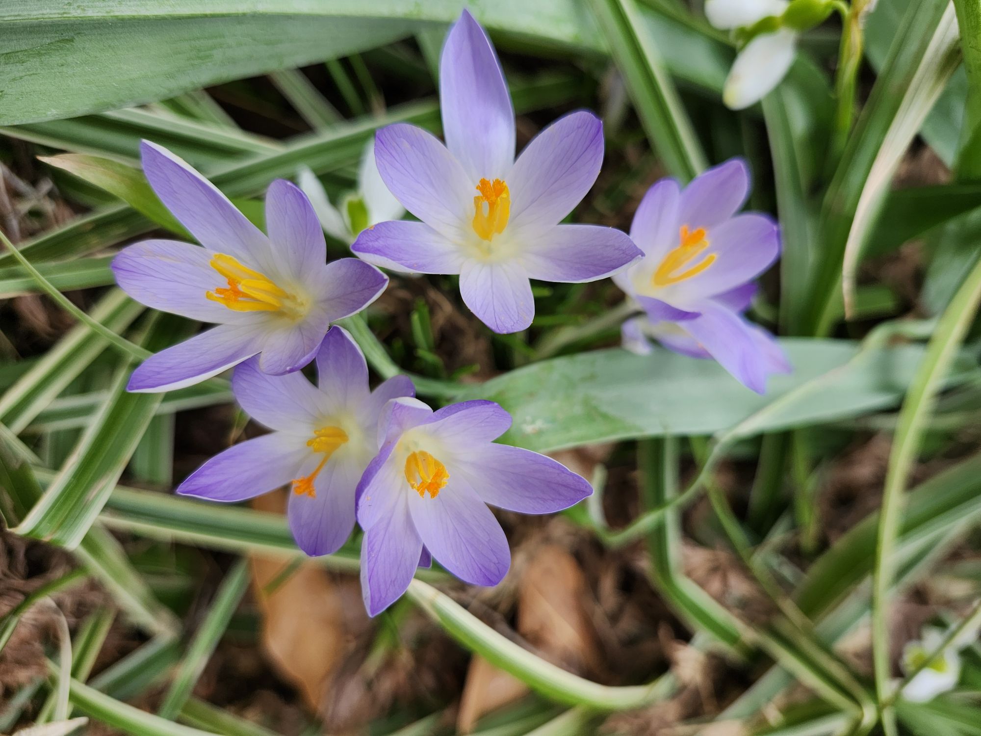 Coming along – Ramblin' through Dave's Garden