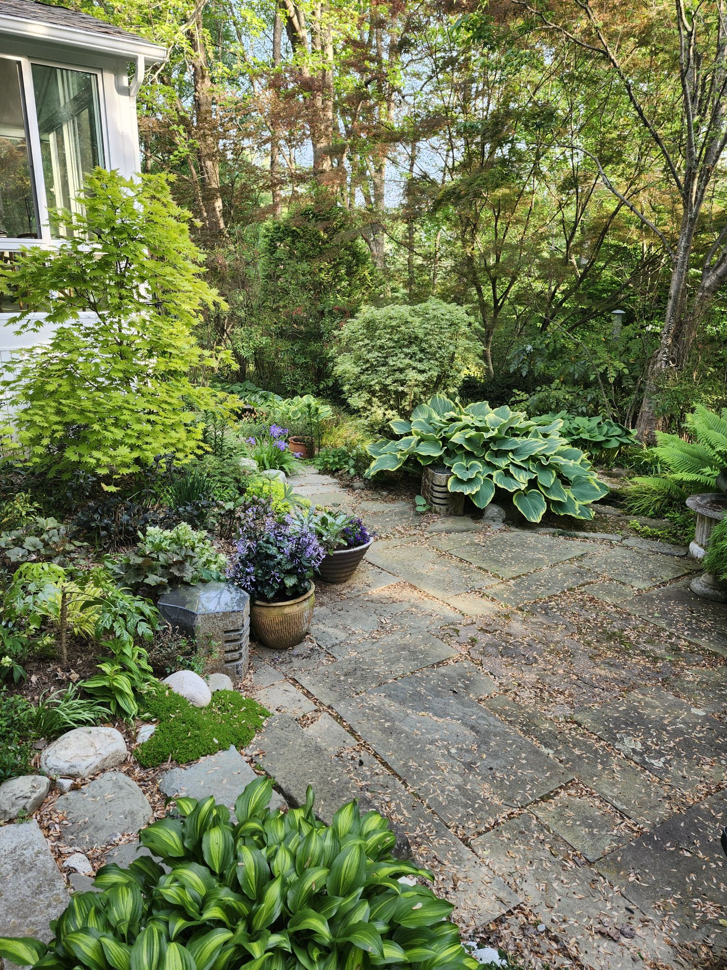 The second spring – Ramblin' through Dave's Garden