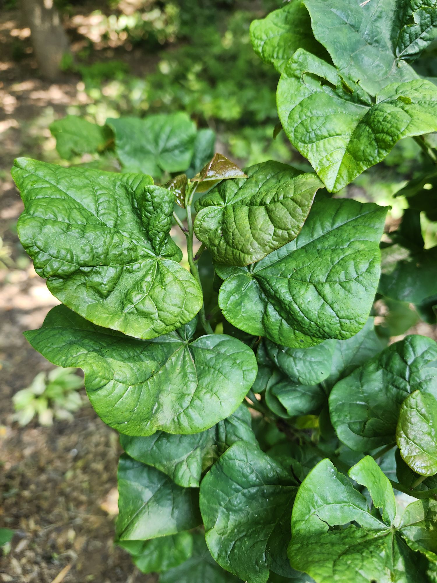 Revisions of revisions – Ramblin' through Dave's Garden