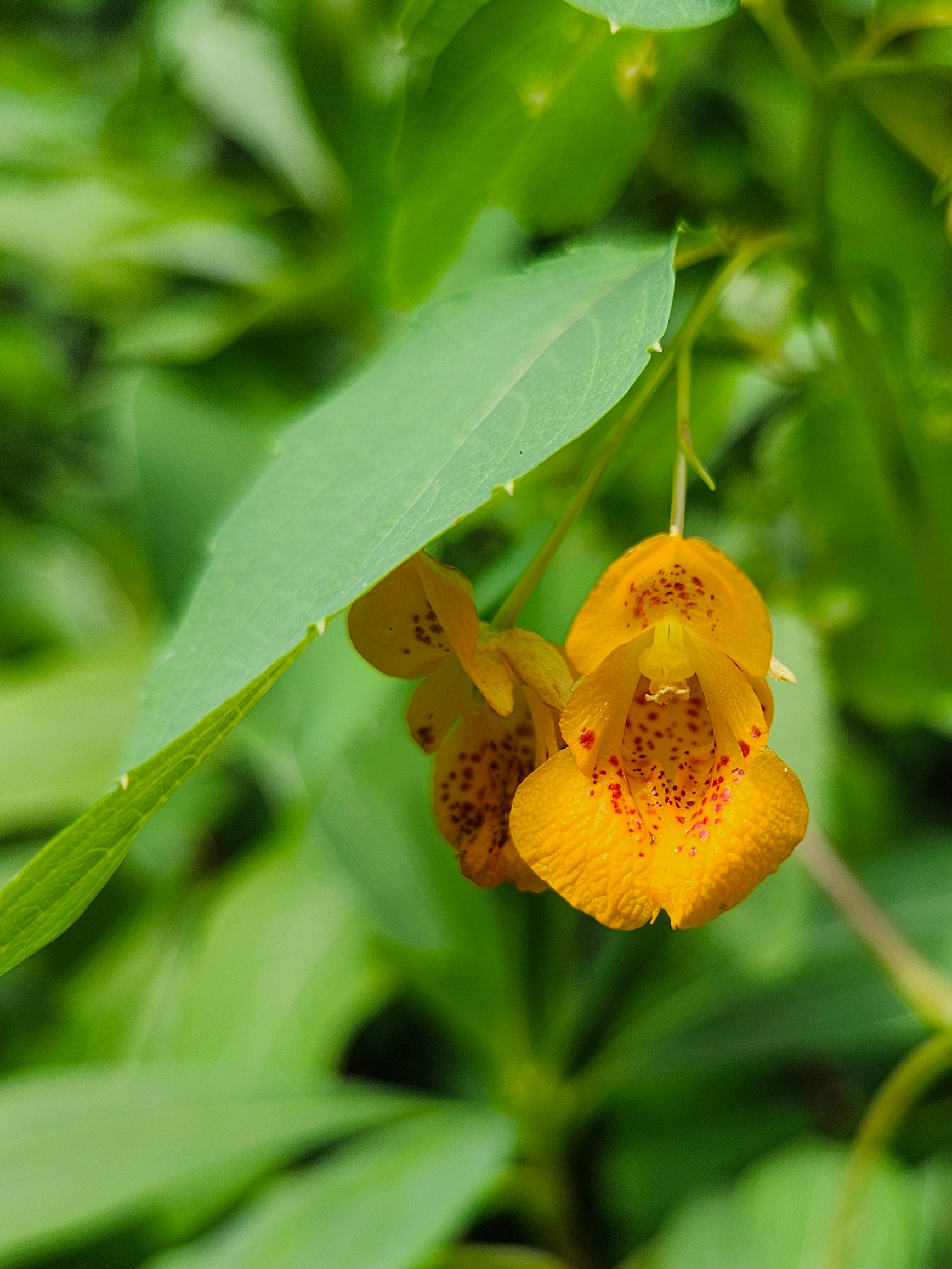 Jewelweed and other volunteers – Ramblin' through Dave's Garden