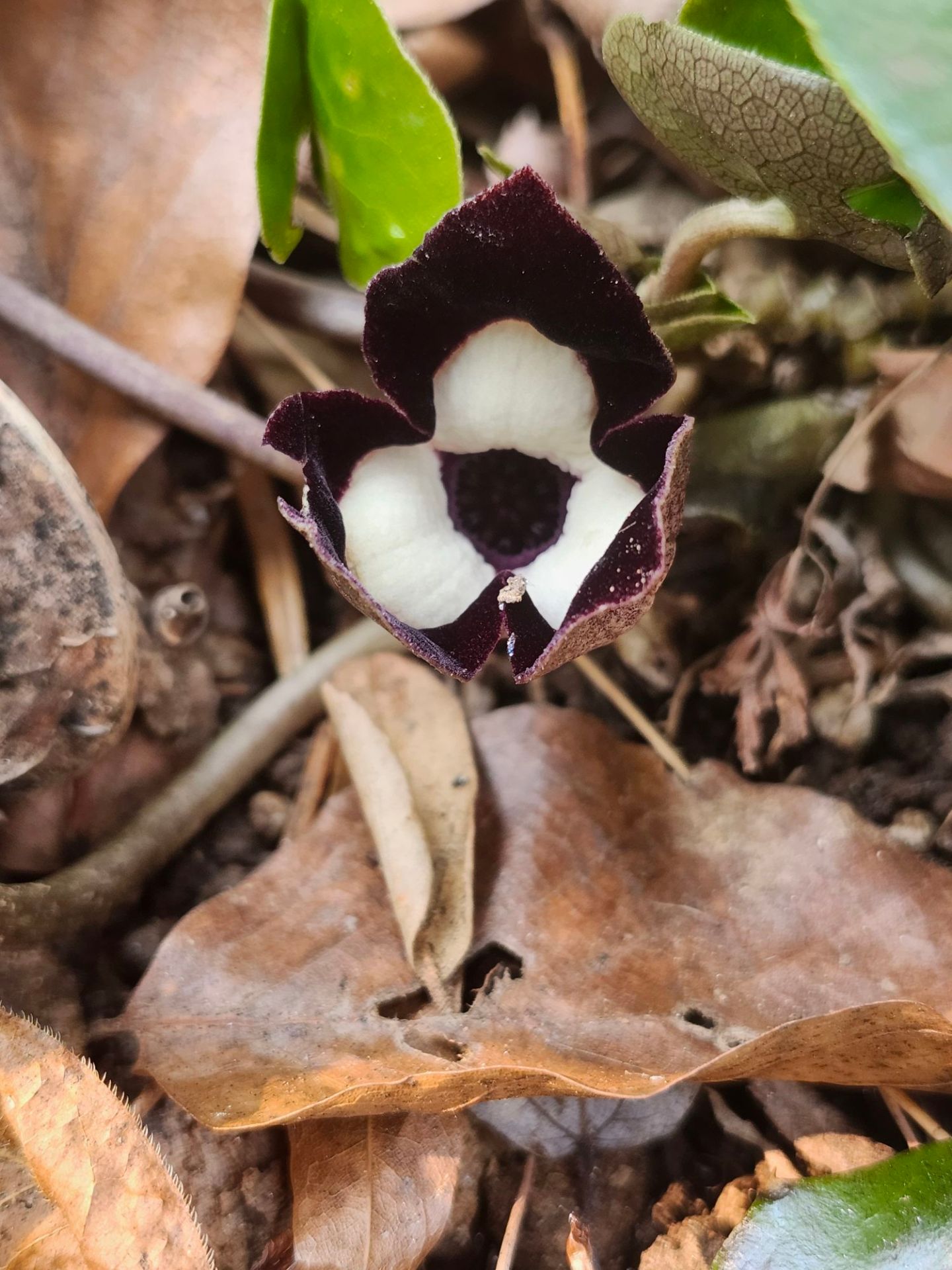 Less obvious, but delightful – Ramblin' through Dave's Garden